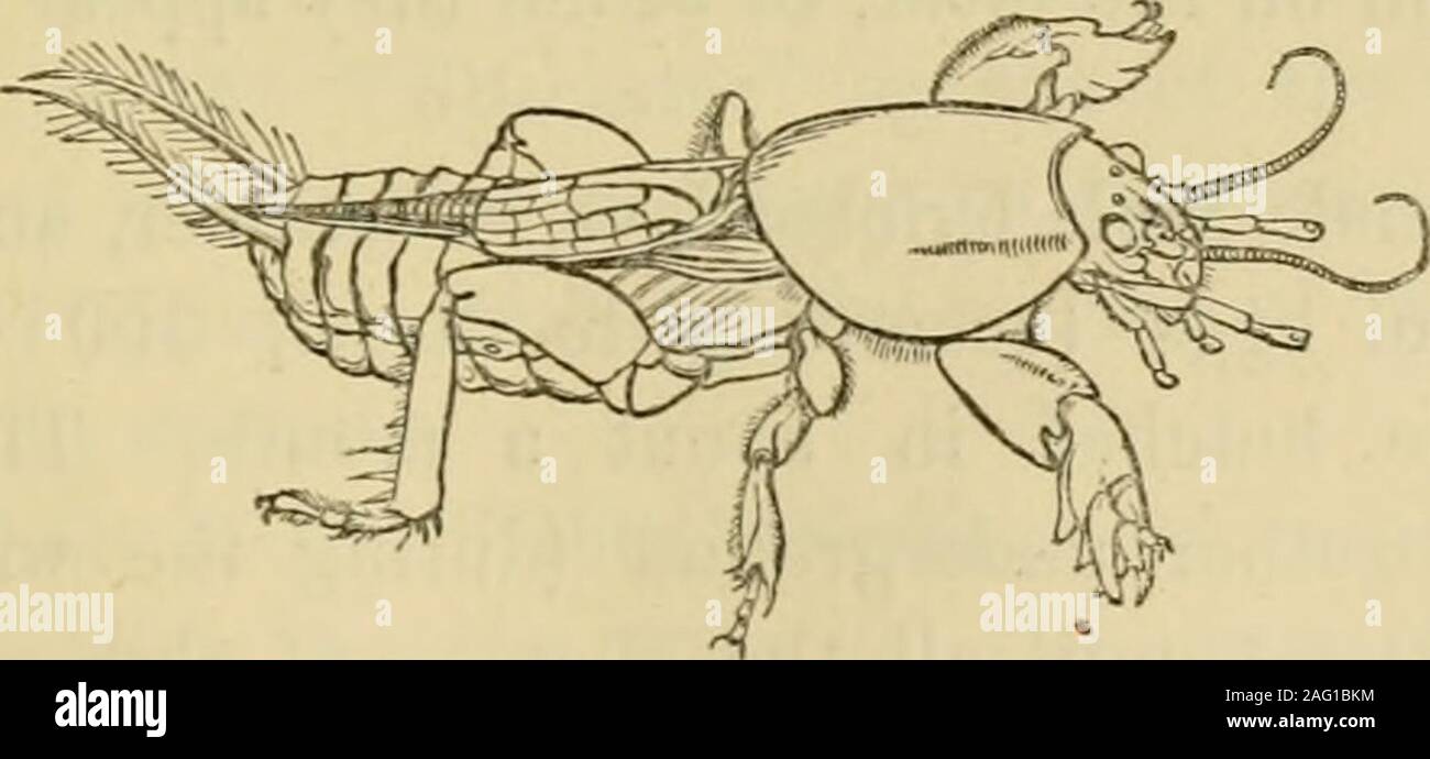 Long tapering wing cases hi-res stock photography and images - Alamy