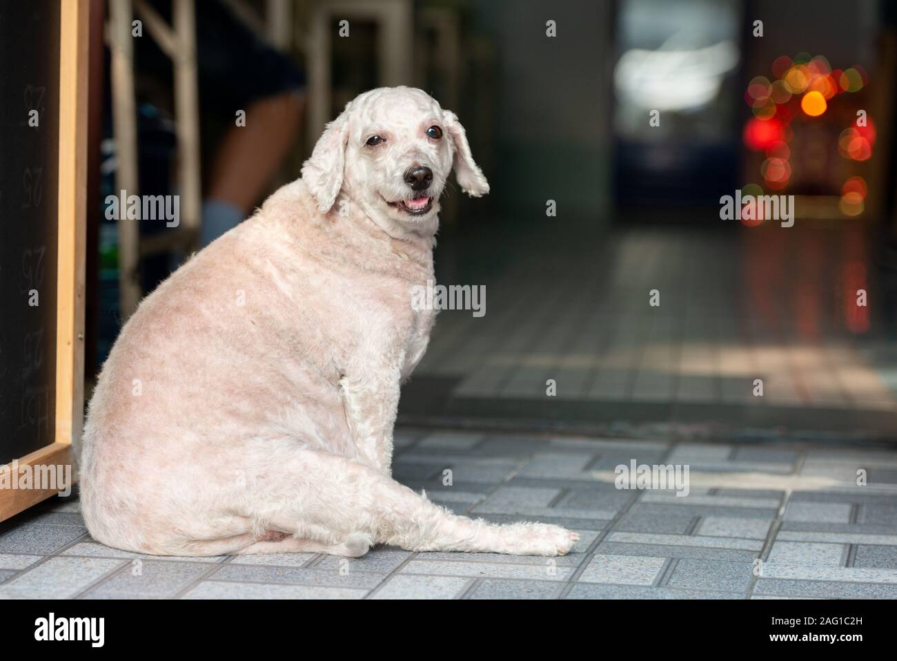 Overweight dog hi-res stock photography and images - Alamy