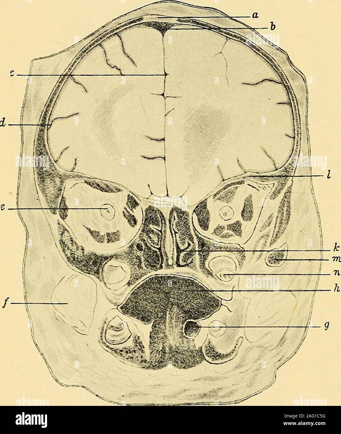 Pterion hi-res stock photography and images - Alamy