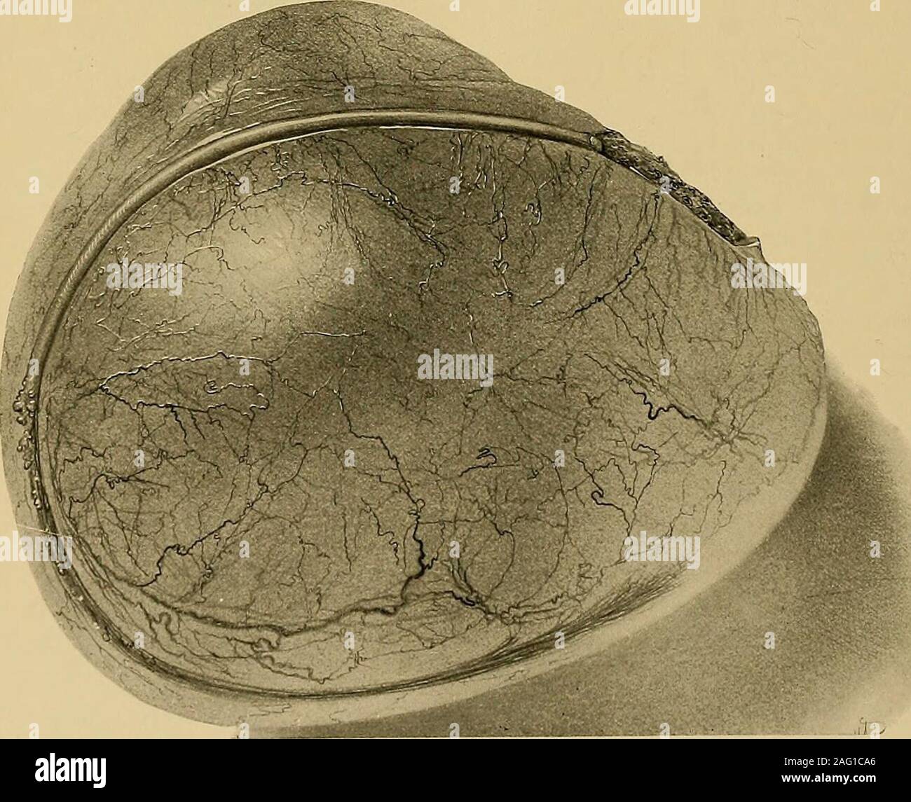 Double ampulla hi-res stock photography and images - Alamy