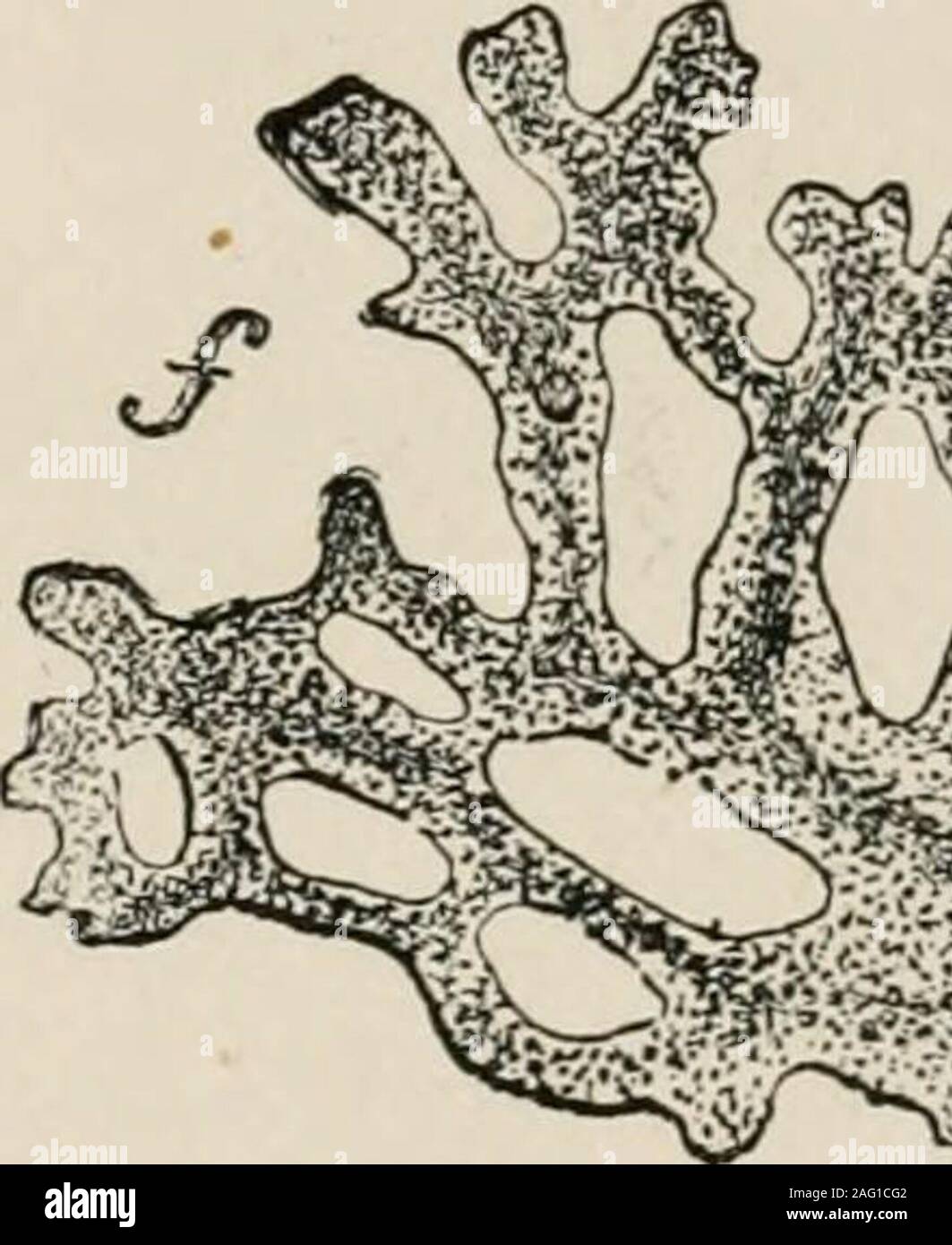 . The cell; outlines of general anatomy and physiology. llLag giiiiP T ...