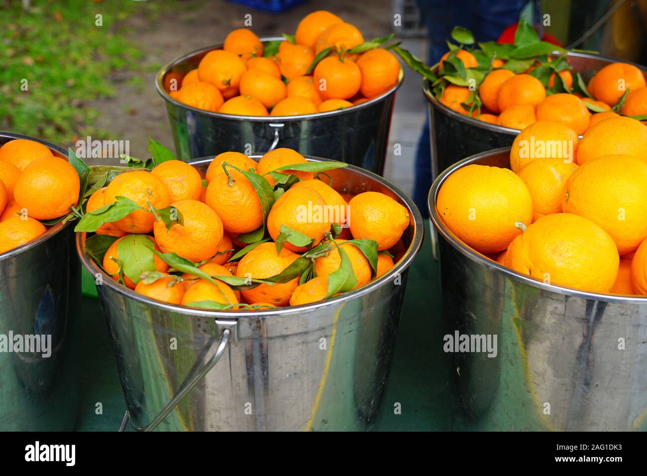 Fresh orange clementines for sale at a farmers market in Australia ...