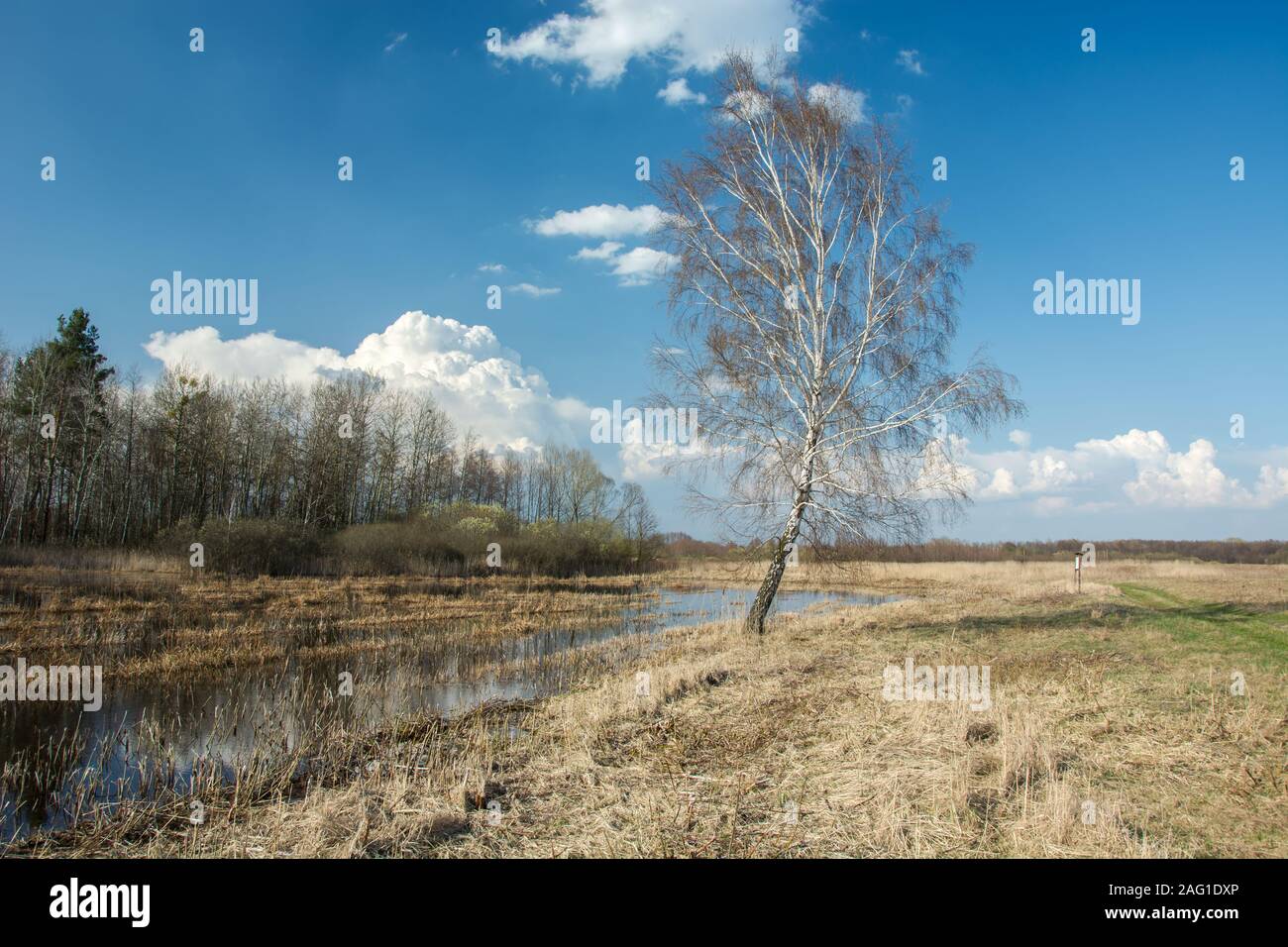 Birch tree growing in a swampy meadow, horizon and white clouds on blue ...