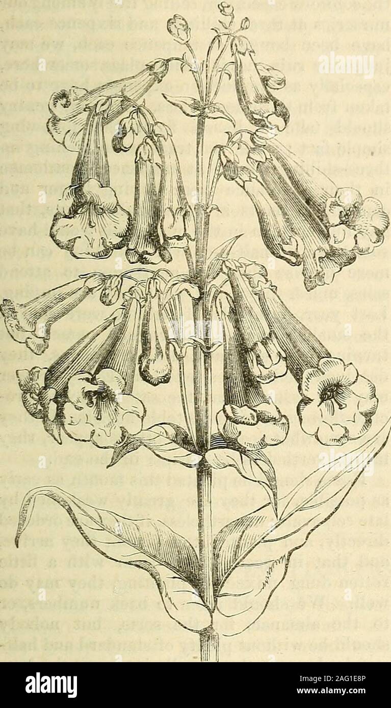 Exserted stamens hi-res stock photography and images - Alamy
