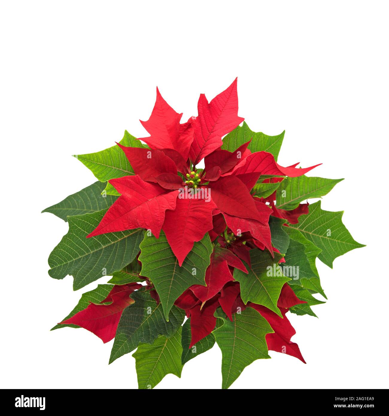 Poinsettia isolated against white background Stock Photo - Alamy
