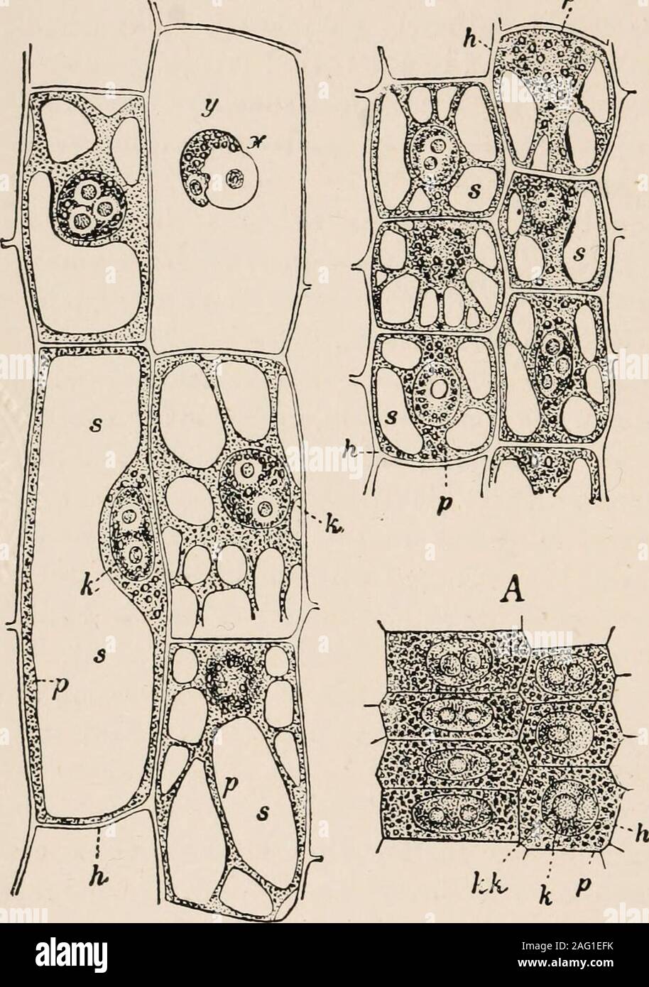 . The cell; outlines of general anatomy and physiology. ic one, and we ...