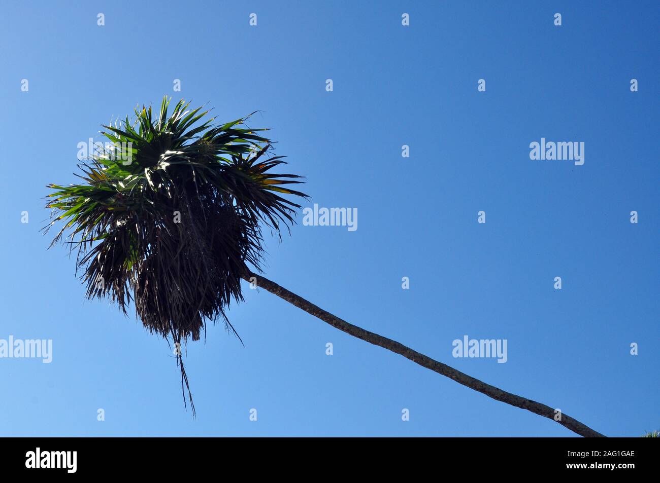 Top view palm tree isolated hi-res stock photography and images - Alamy