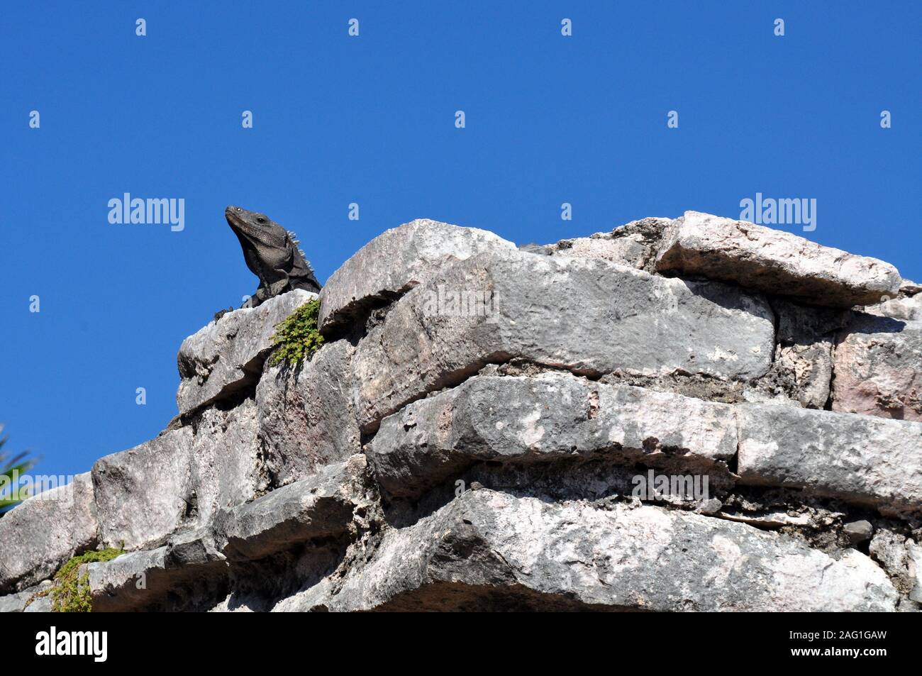 Mayan wildlife hi-res stock photography and images - Alamy