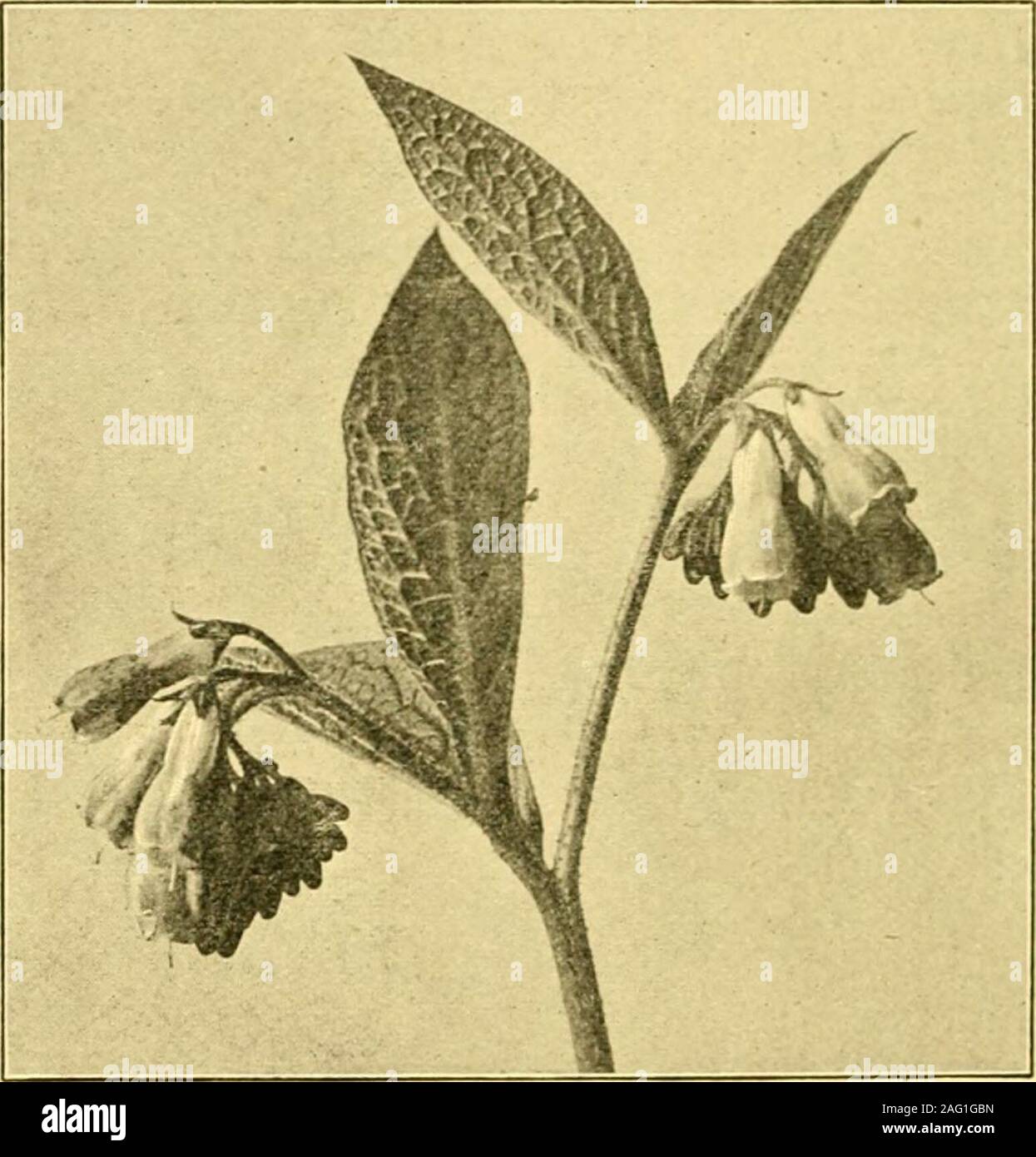 Wide lobes hi-res stock photography and images - Alamy