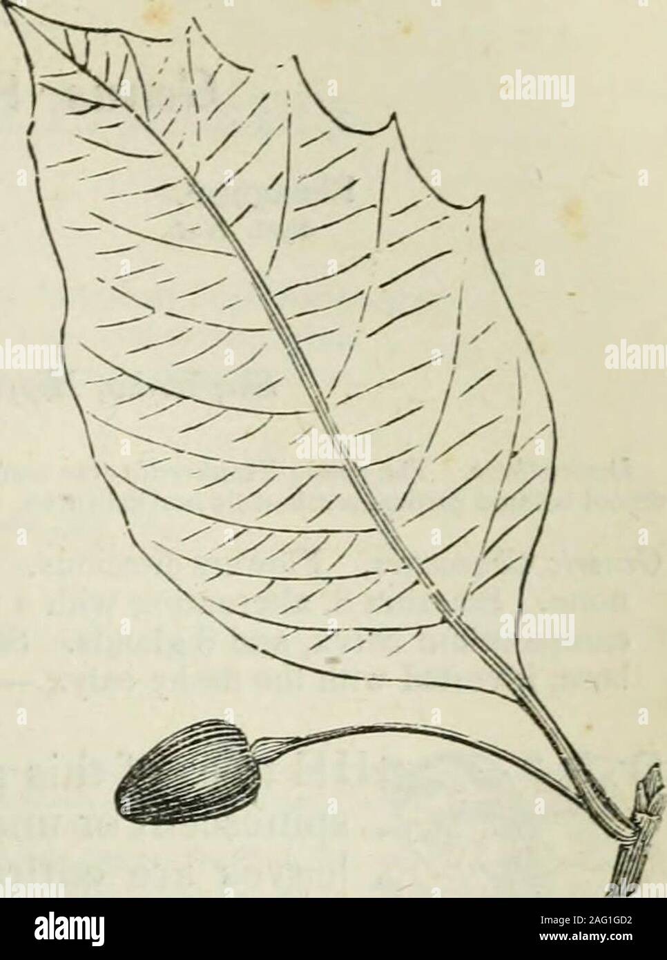 Michaux stone hi-res stock photography and images - Alamy