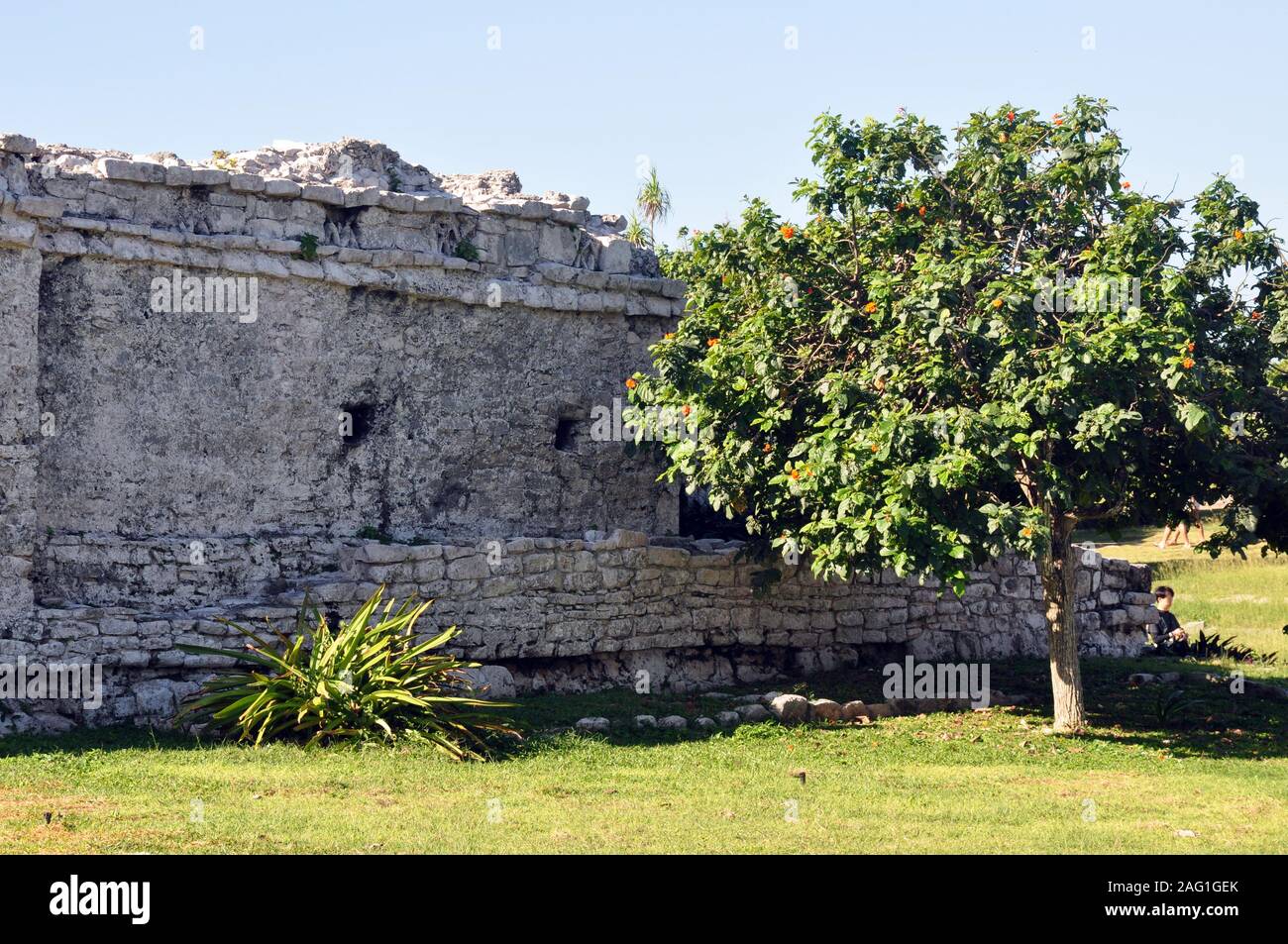 Mayan Ruins with a Large Tree in front Stock Photo - Alamy