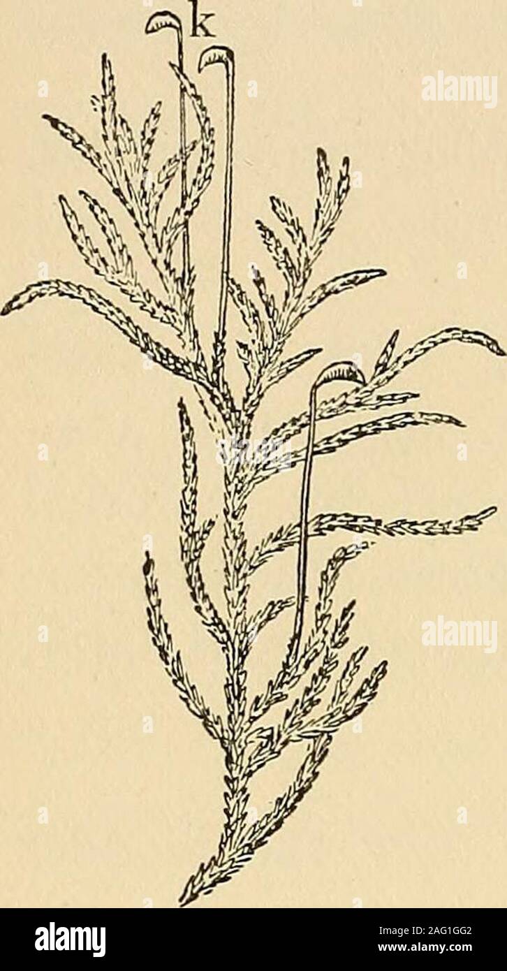 Moss plant cells hi-res stock photography and images - Alamy