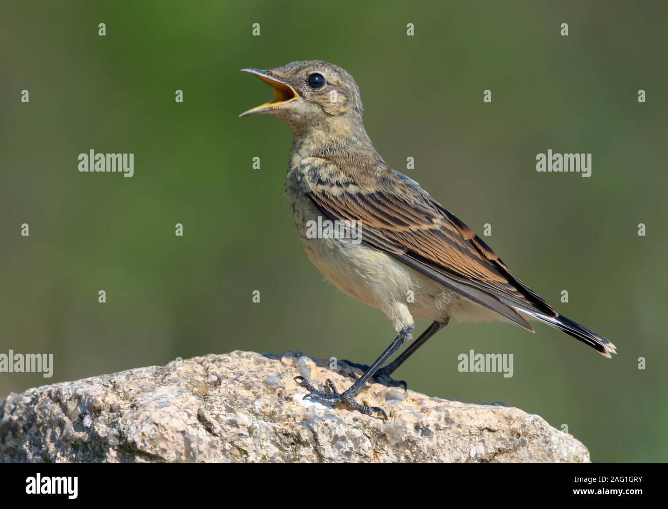 Juvenile wheatear hi-res stock photography and images - Alamy
