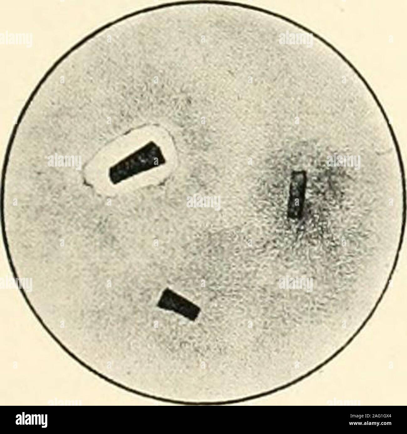 . The science and practice of dental surgery. Copper Amalgam ...