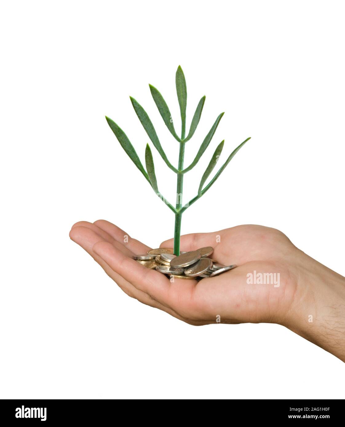 Coins money plant hand growing Cut Out Stock Images & Pictures - Alamy