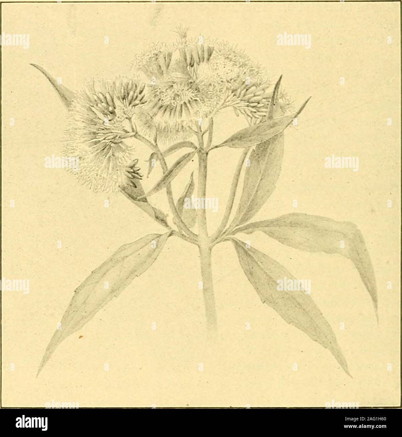 Very short stalks on leaves hi-res stock photography and images - Alamy