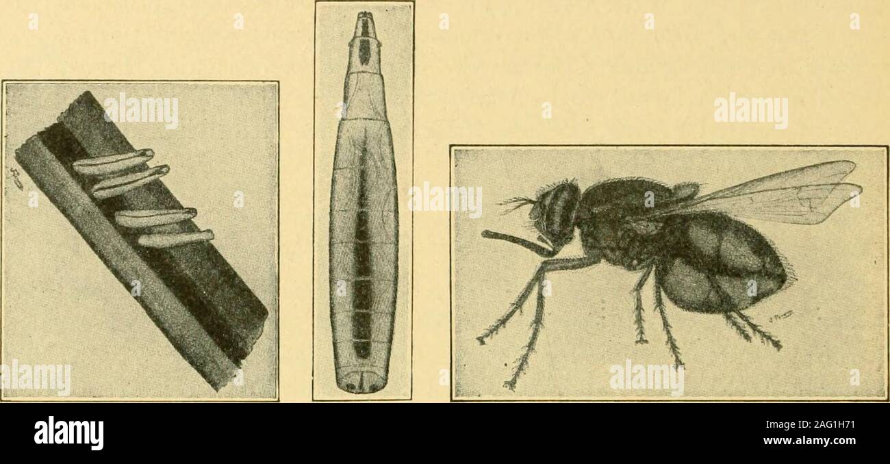 Flies on cow dung in hi-res stock photography and images - Alamy