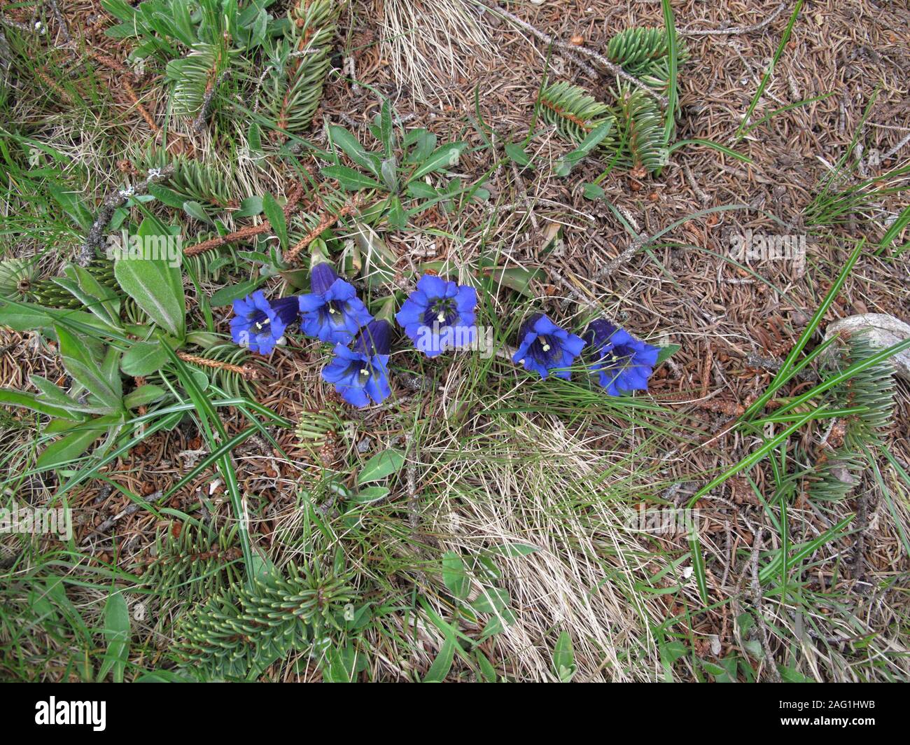 Gentiana acaulis blue flowers Stock Photo - Alamy