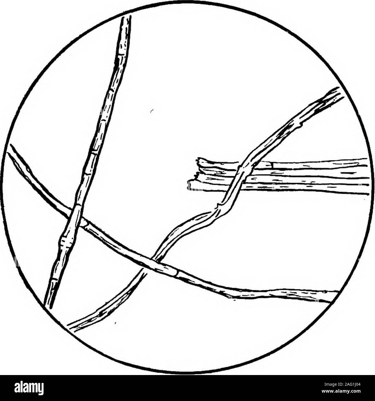 Linen Fiber Microscope