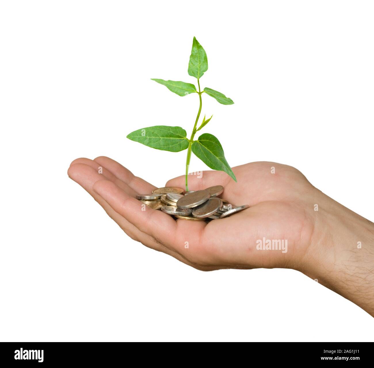 Hand with tree growing from pile of coins Stock Photo - Alamy