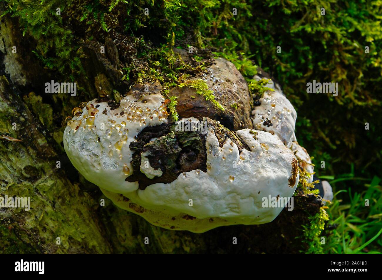 Large White Fungi Growing From A Rotten Tree Stump On The Longshaw Estate With Golden Dewdrops