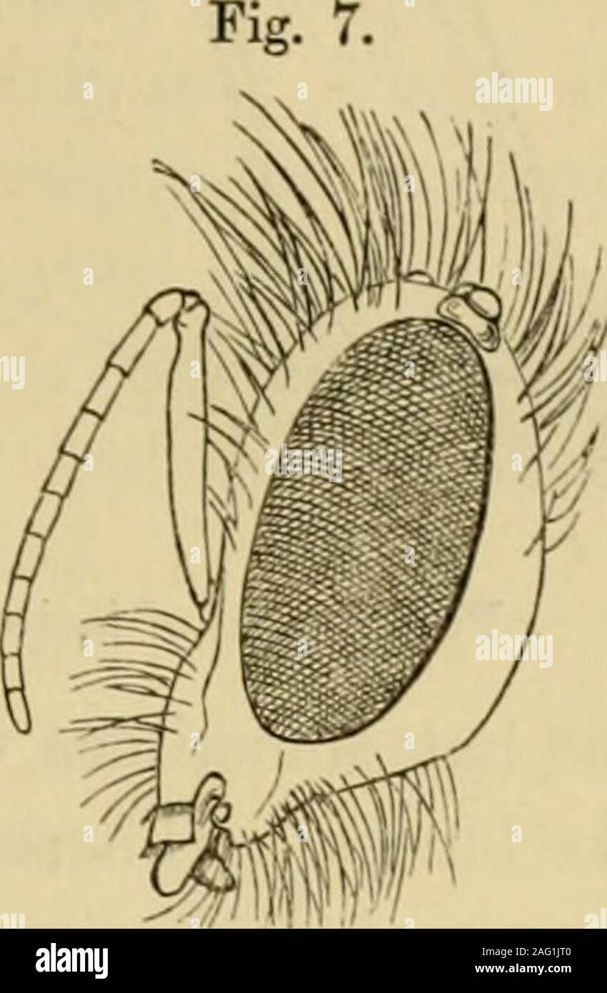 . British insects : a familiar description of the form, structure ...