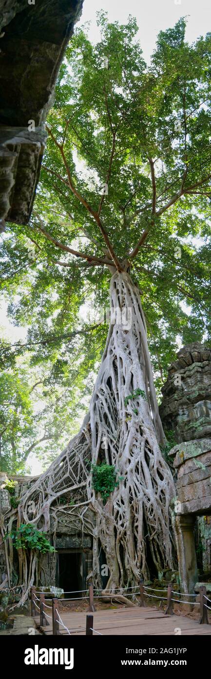 A banyan tree growing over temple ruins at Ta Prohm in the Angkor ...