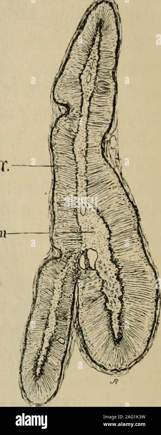 Zona reticularis hi-res stock photography and images - Alamy
