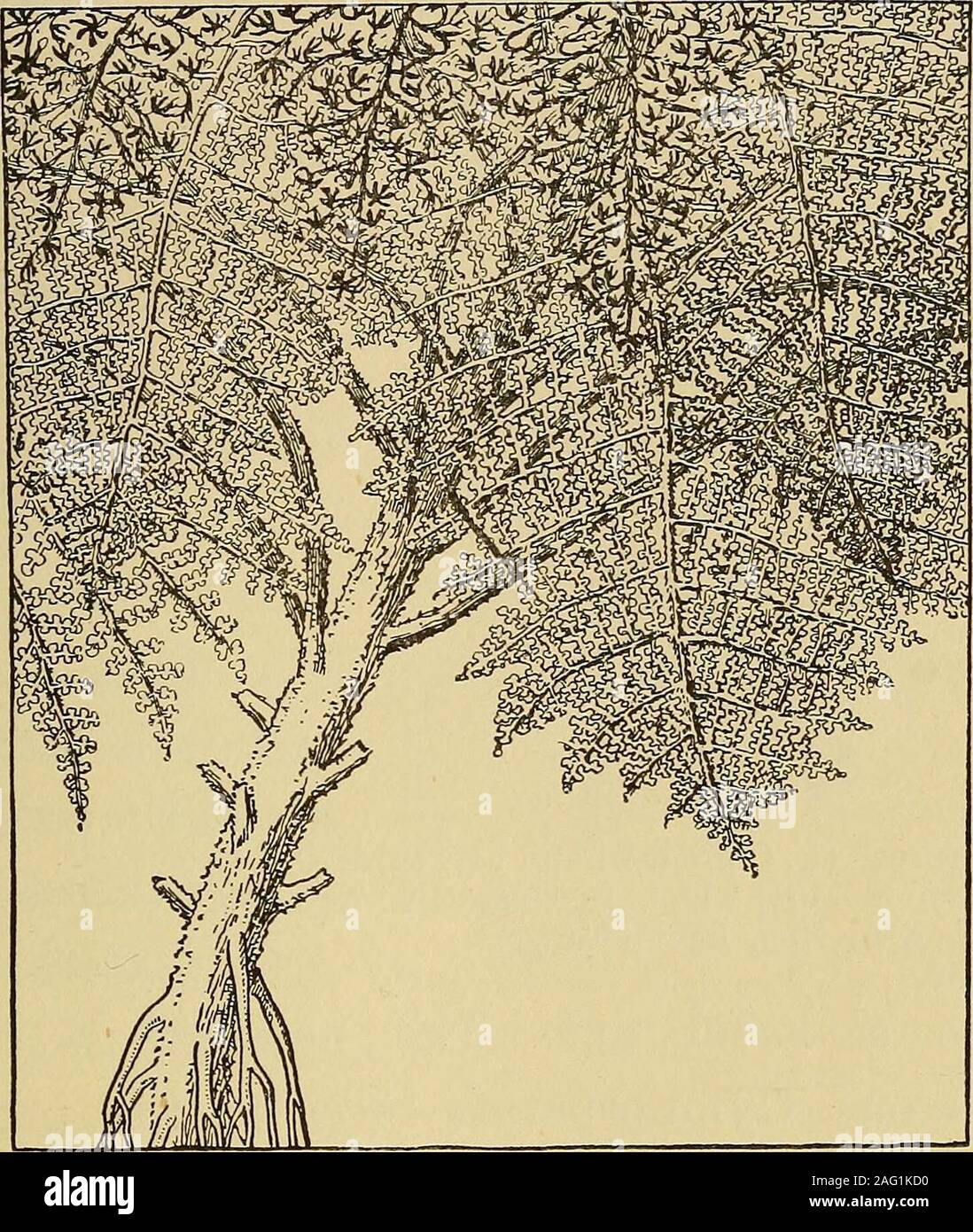 . The theory of evolution in the light of facts. Fig. 14.—^A restored ...