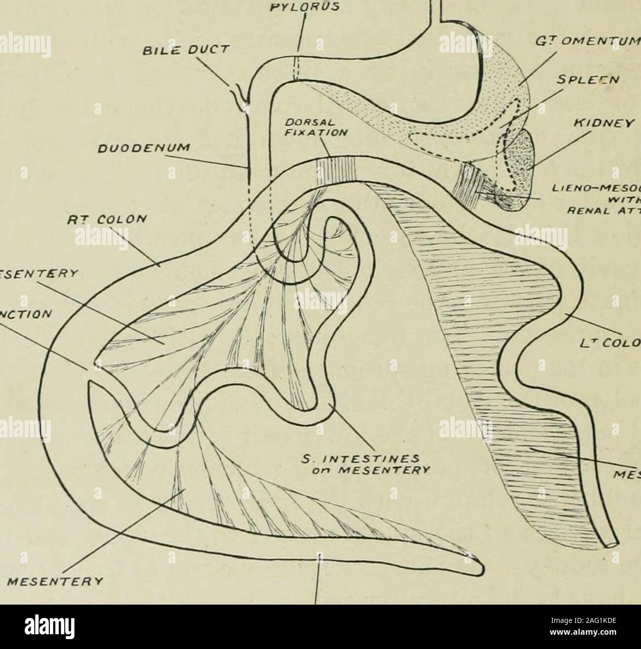 . Journal of anatomy. e of the liver depending between the two. The ...