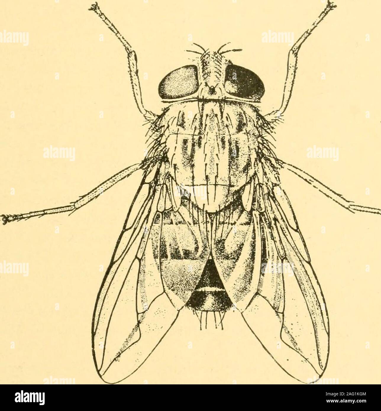 . Sanitary entomology; the entomology of disease, hygiene and ...