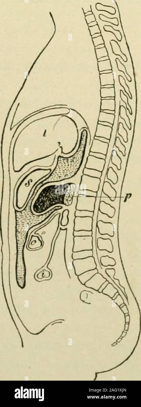 Transverse mesocolon hi-res stock photography and images - Alamy