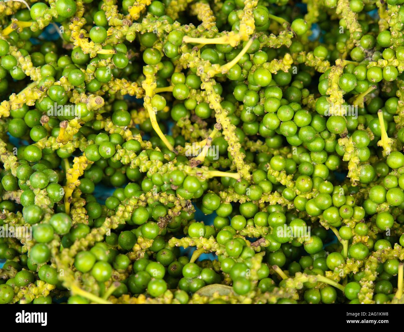 Harvested fresh green peppercorns hi-res stock photography and images ...
