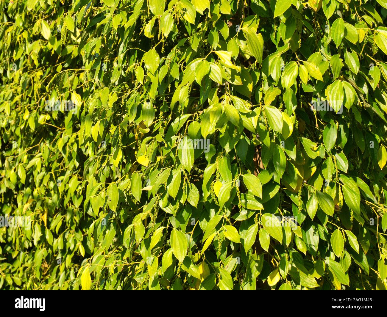Pepper vines growing in sunshine in Kampot Province, Cambodia Stock ...