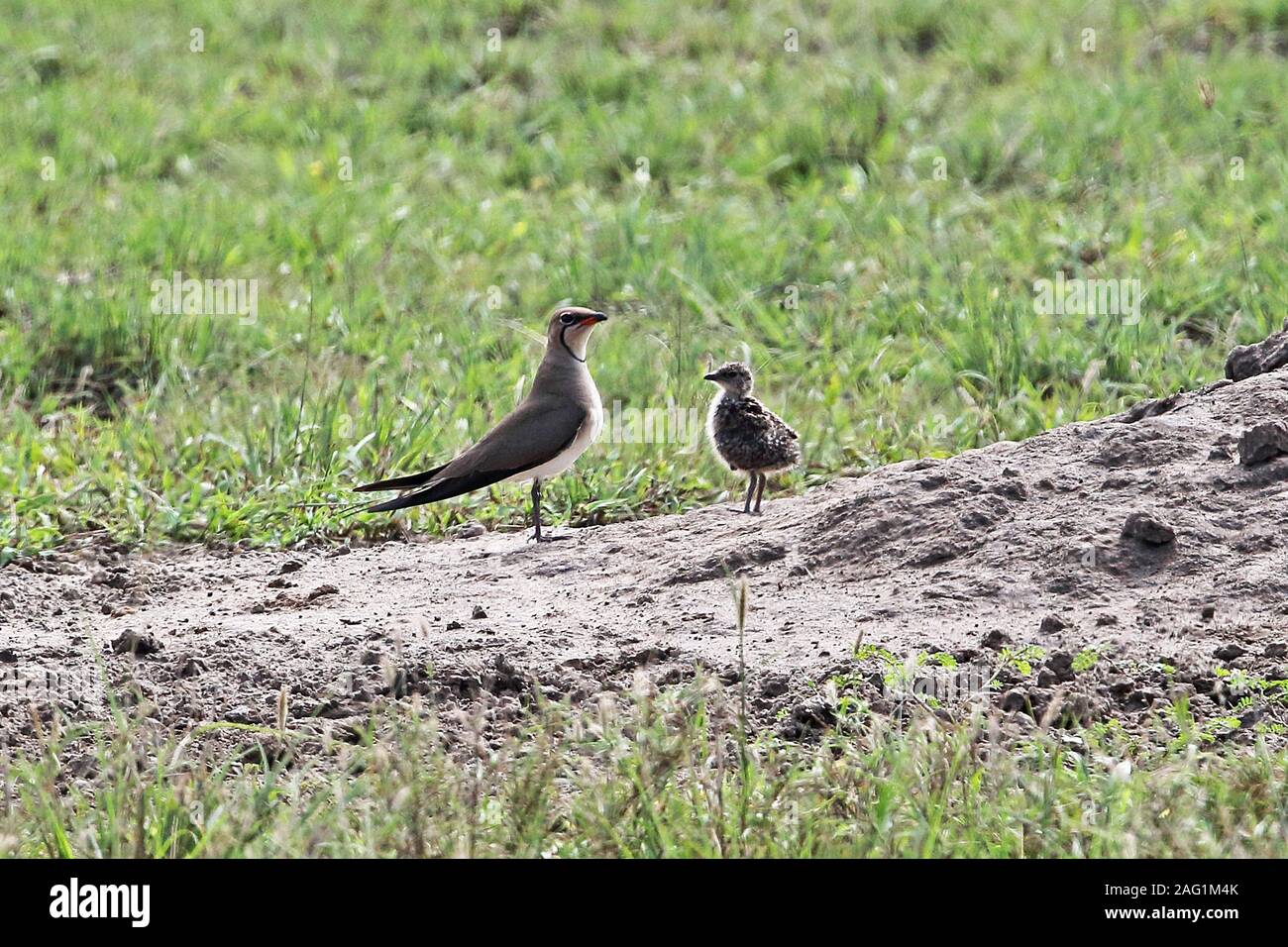 African pratincole hi-res stock photography and images - Alamy