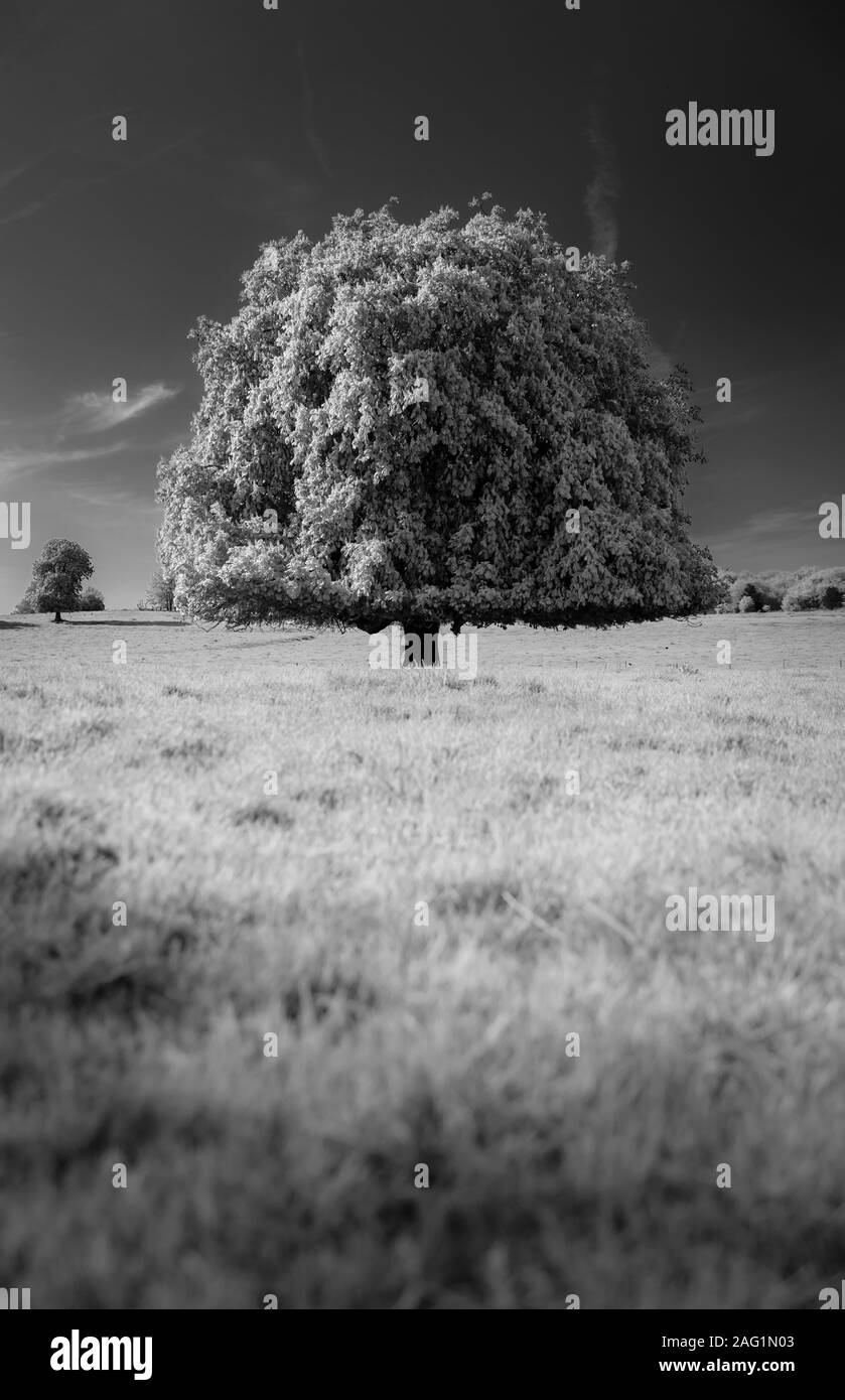 Row of trees lincolnshire wolds hi-res stock photography and images - Alamy