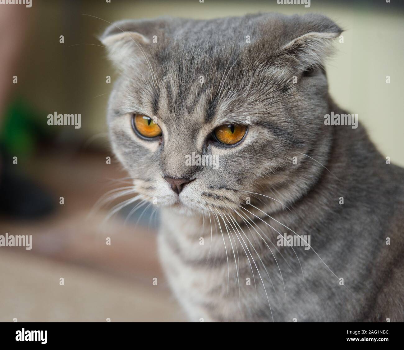 Close-up portrait of a sad gray Scottish fold cat with yellow eyes ...