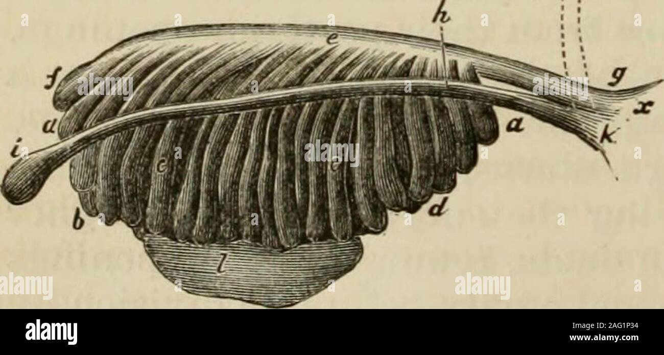 Organ of rosenmuller hi-res stock photography and images - Alamy