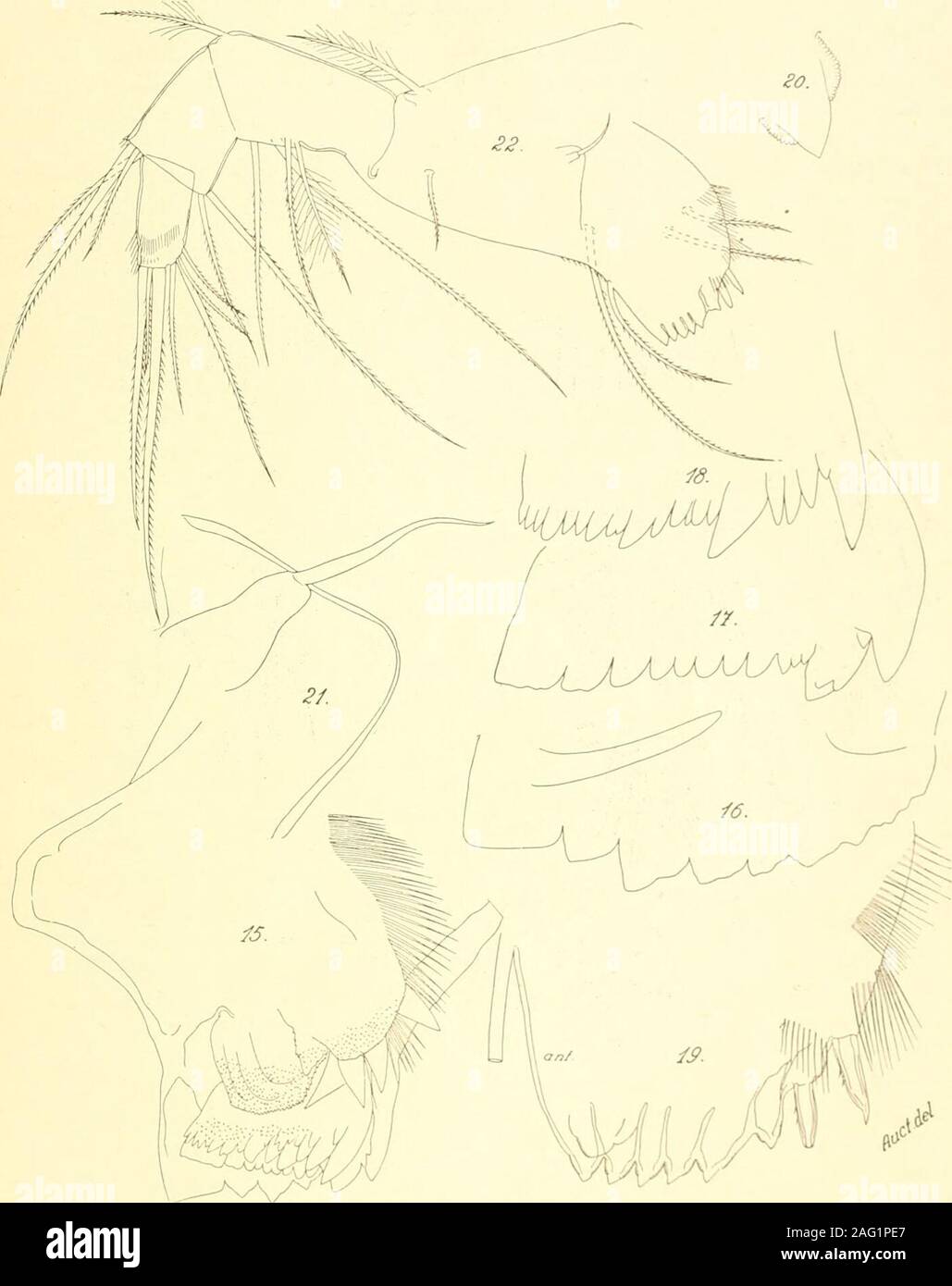 Processus distal hi-res stock photography and images - Alamy