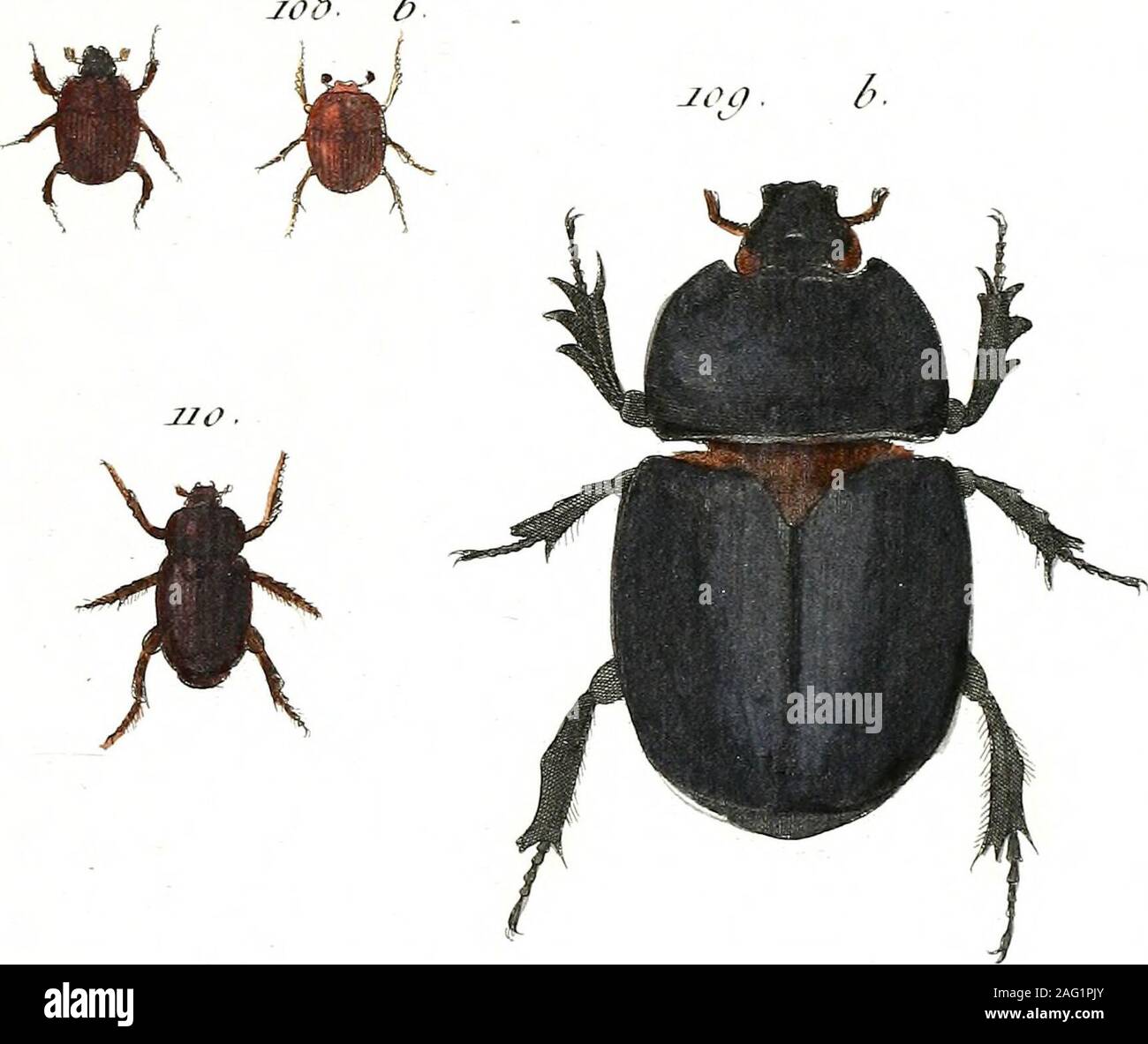 . Entomologie ou Histoire naturelle des insectes, avec leurs caractères ...
