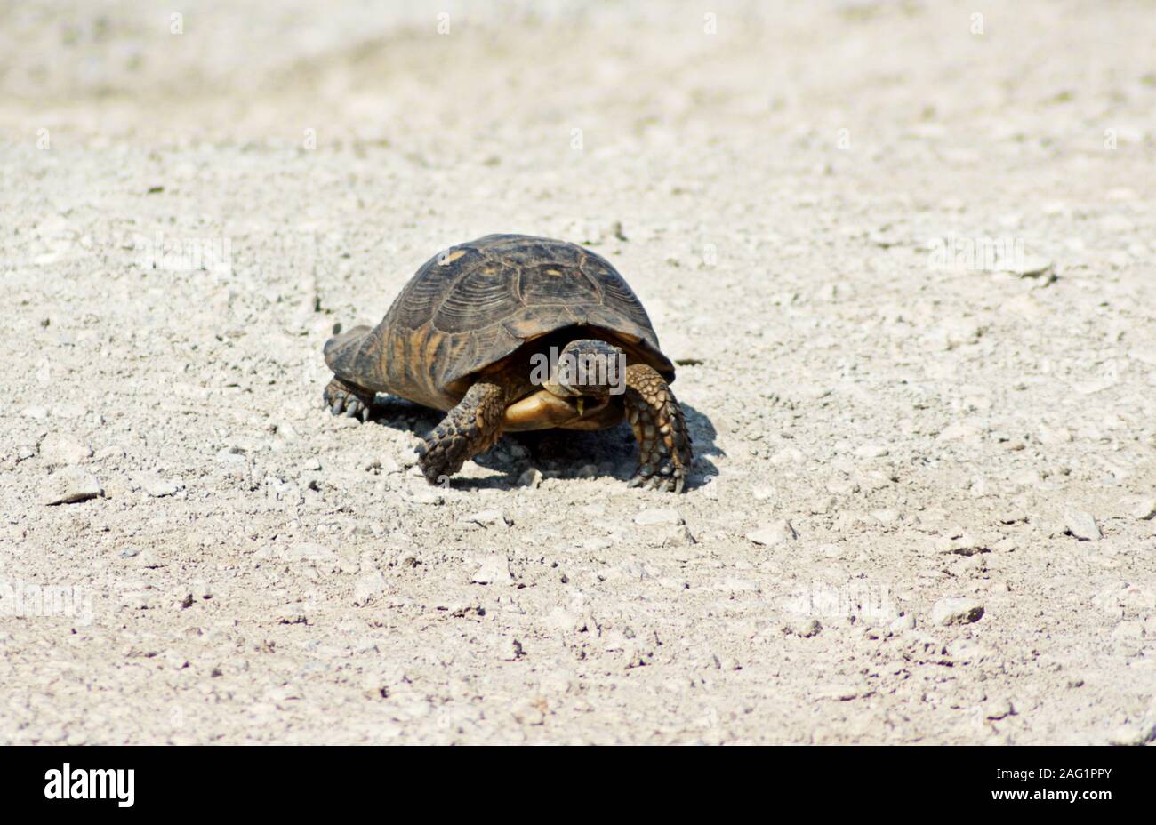 Cute turtle big eyes hi-res stock photography and images - Alamy