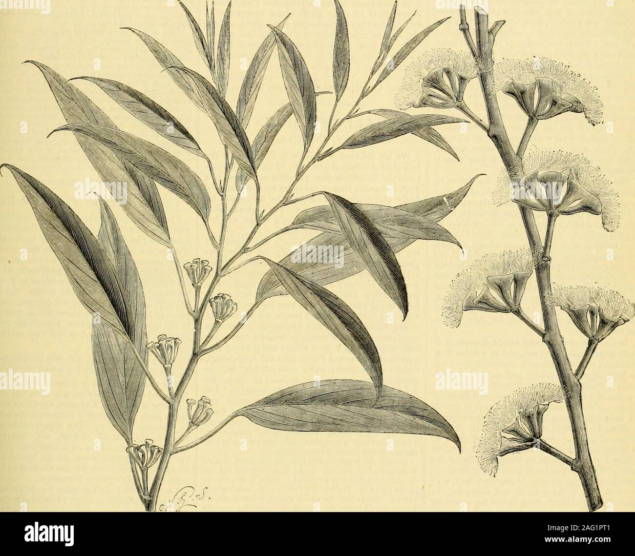 James shirley hibberd hi-res stock photography and images - Alamy