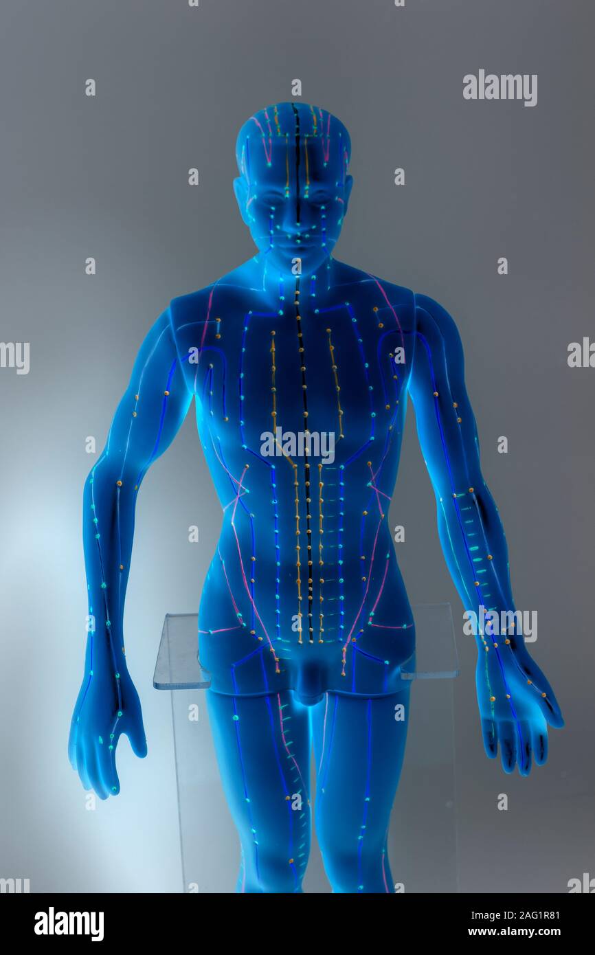 Medical acupuncture model of human Stock Photo - Alamy