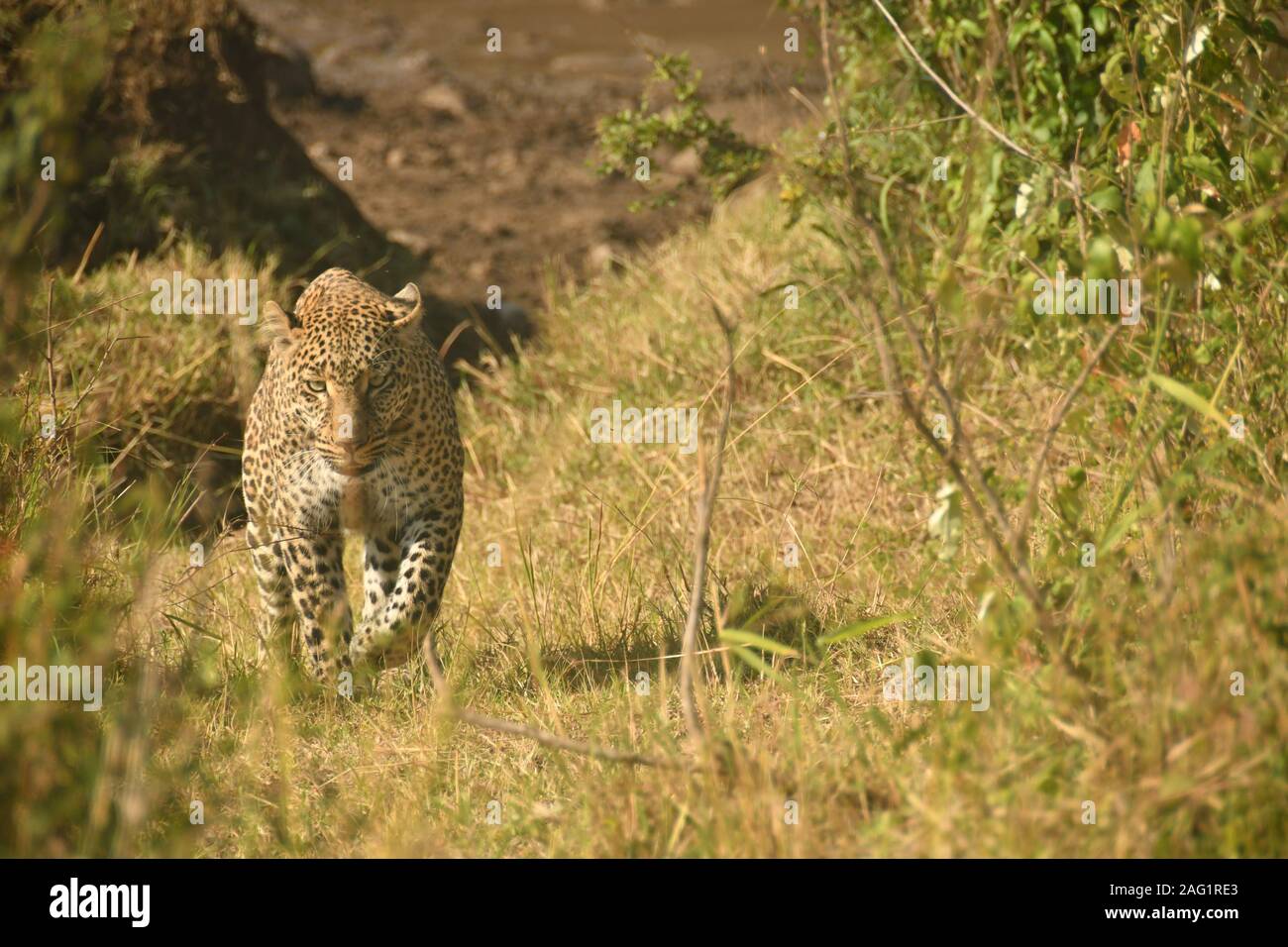 Africas second largest cat hi-res stock photography and images - Alamy
