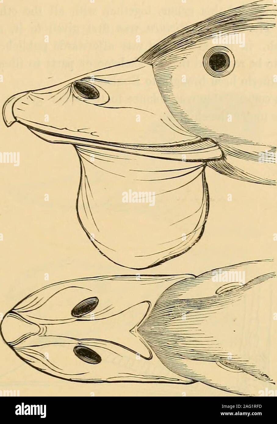 . A monograph on the anatidae, or duck tribe. 71 [erismatirin.d.. GENUS ...
