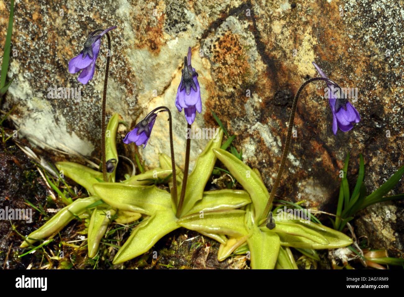 Pinguicula vulgaris (common butterwort) is a perennial carnivorous ...
