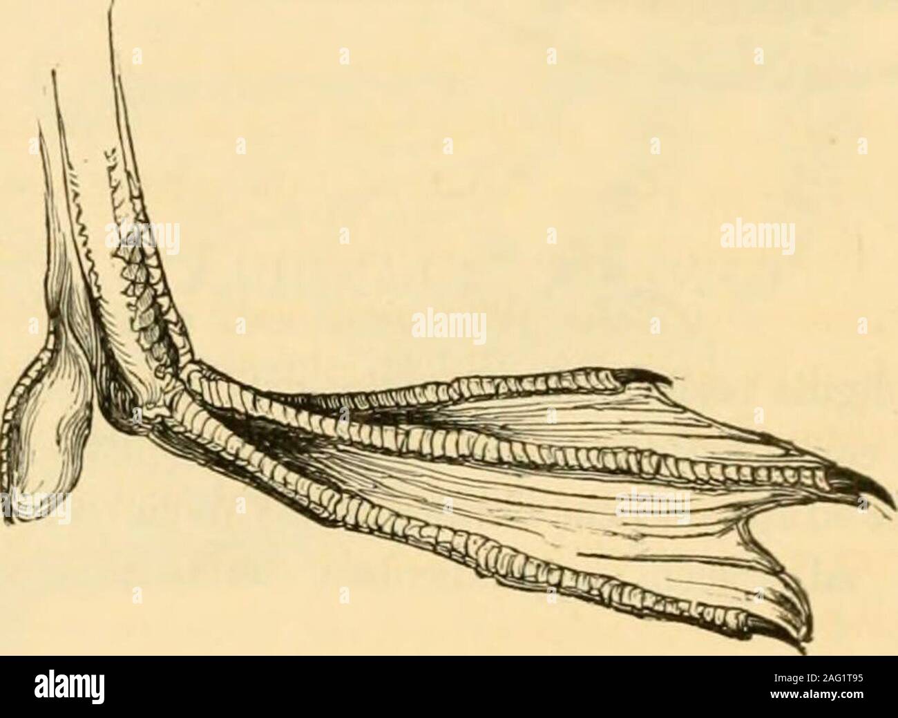 Plem of water hi-res stock photography and images - Alamy