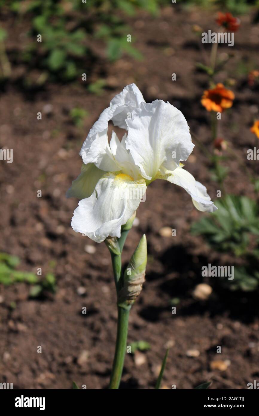 White bearded irises hi-res stock photography and images - Alamy