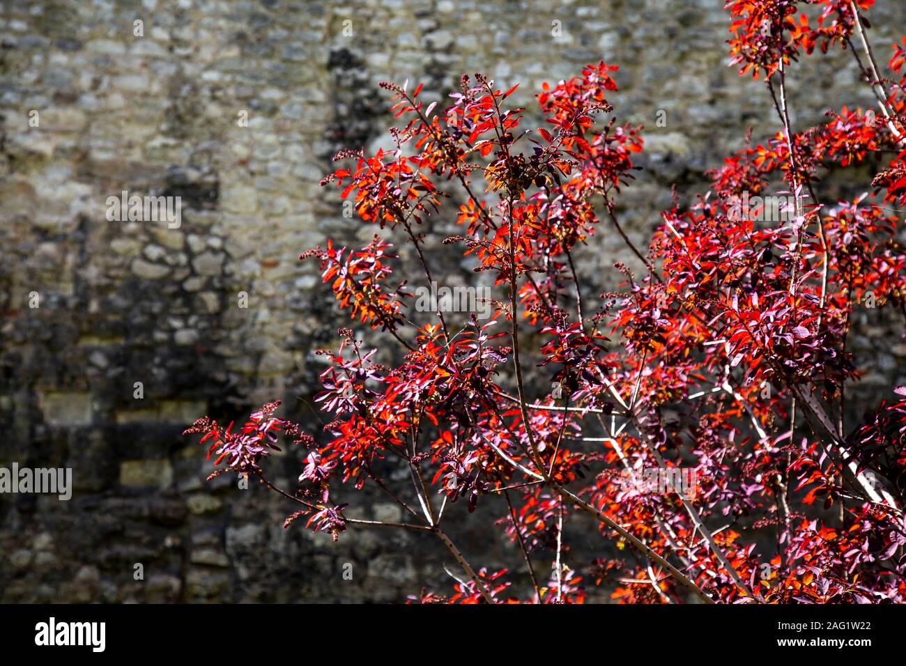 Tree with red leaves with the Roman Wall in the background, London, UK ...