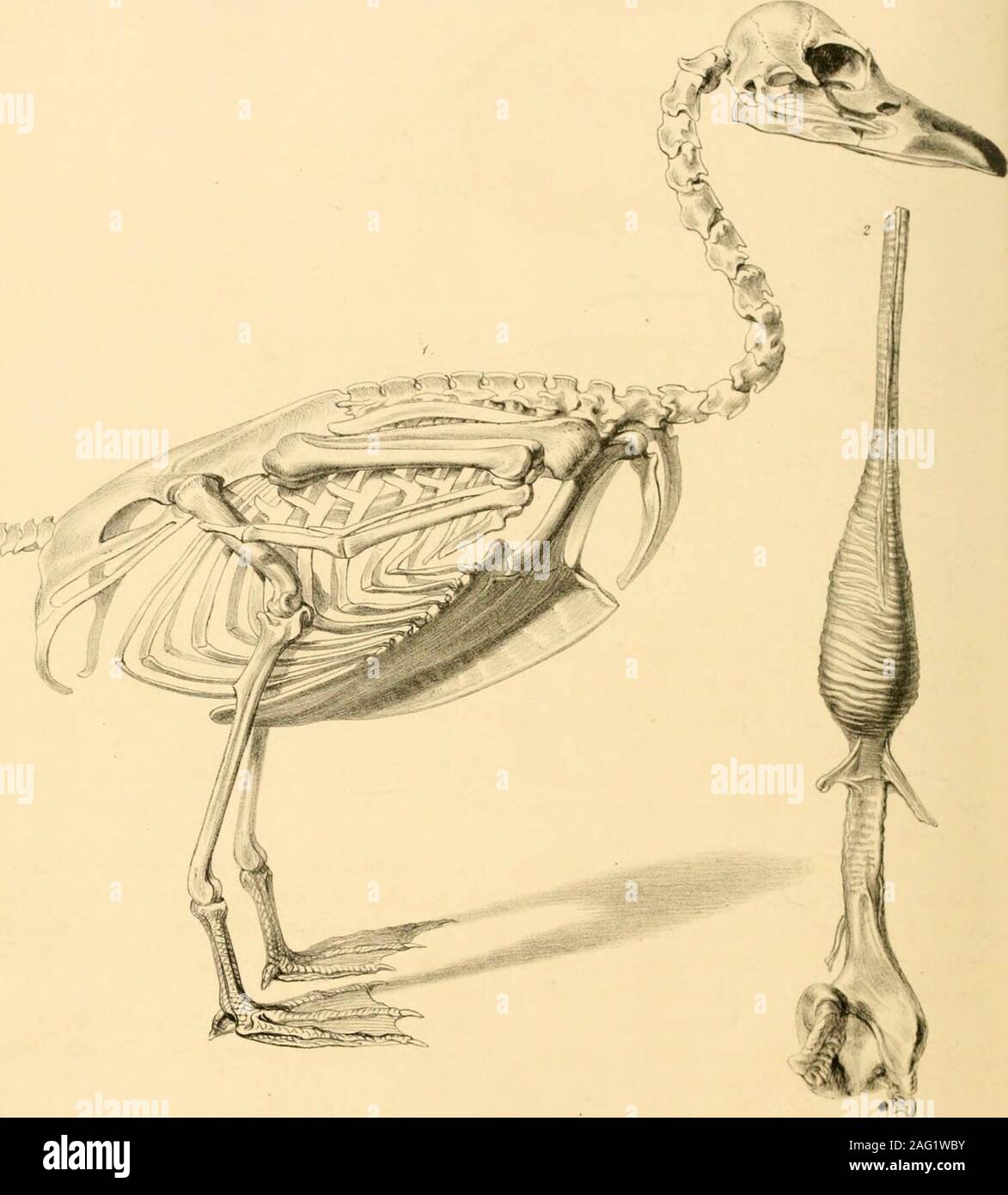 . A monograph on the anatidae, or duck tribe. -. 1. SUBLET*:. | CCA, 2 ...